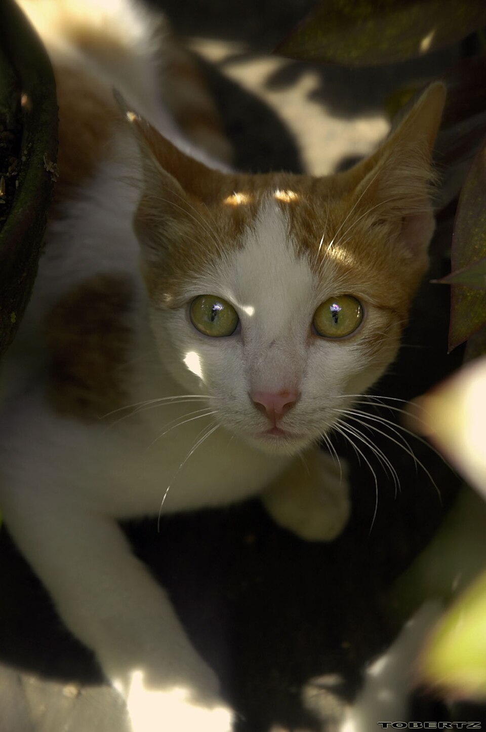 Asustar, susto | Etimologías y ¡mucho más!